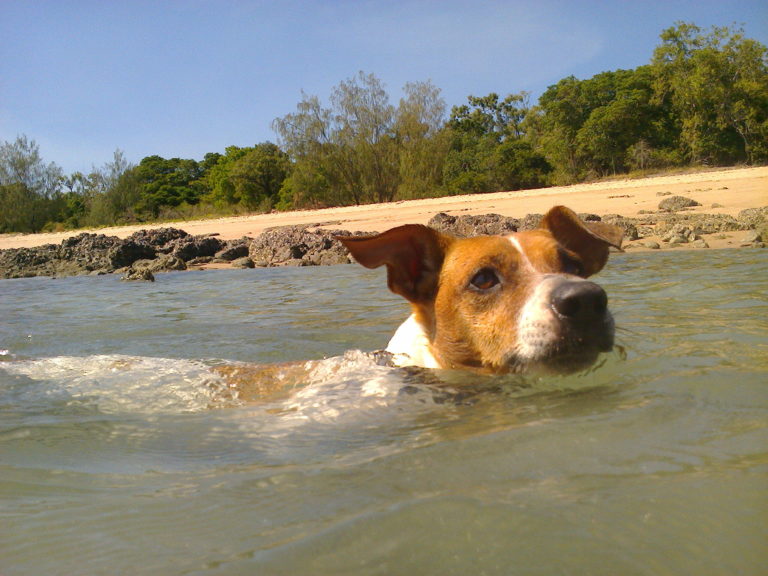 Jack Russell Rescue – Saving Jacks since 1993