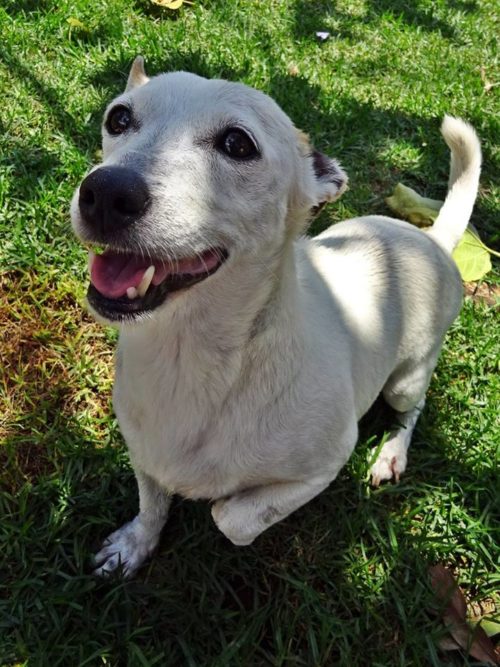 Maisy – Jack Russell Rescue