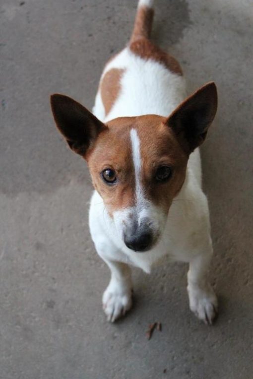mr harry 2014 – Jack Russell Rescue