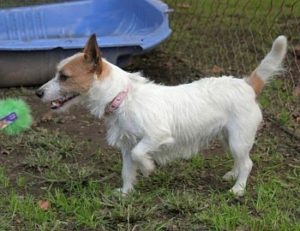 Ruby – Jack Russell Rescue