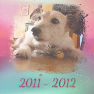 Rainbow Bridge – Jack Russell Rescue