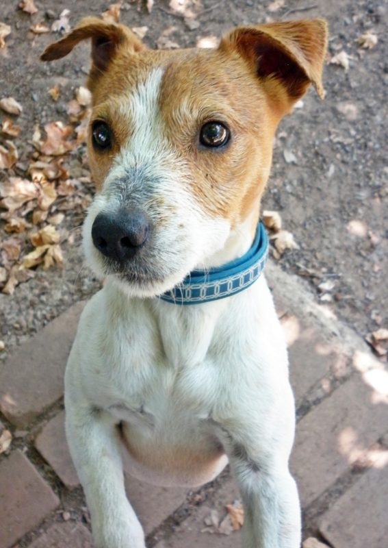Jacks for Adoption – Jack Russell Rescue