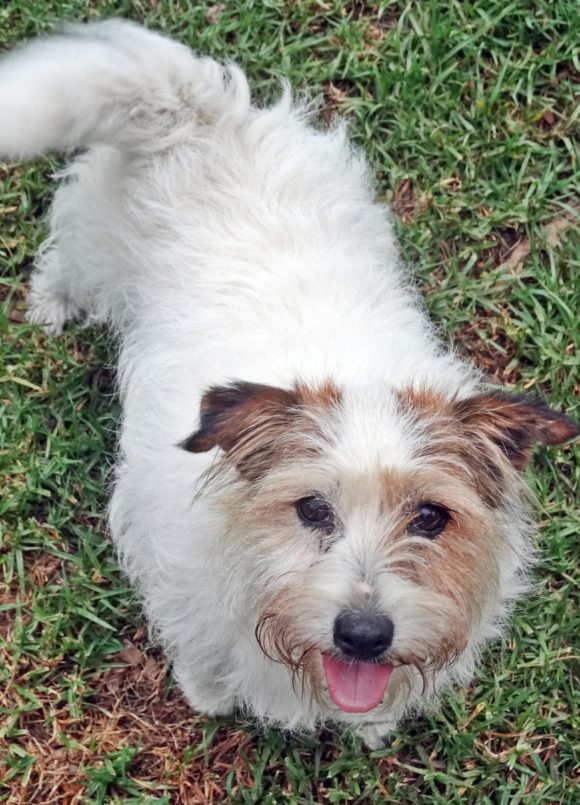 Maddie (3) – Jack Russell Rescue