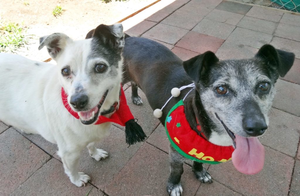 Jack Russell Rescue – Saving Jacks since 1993