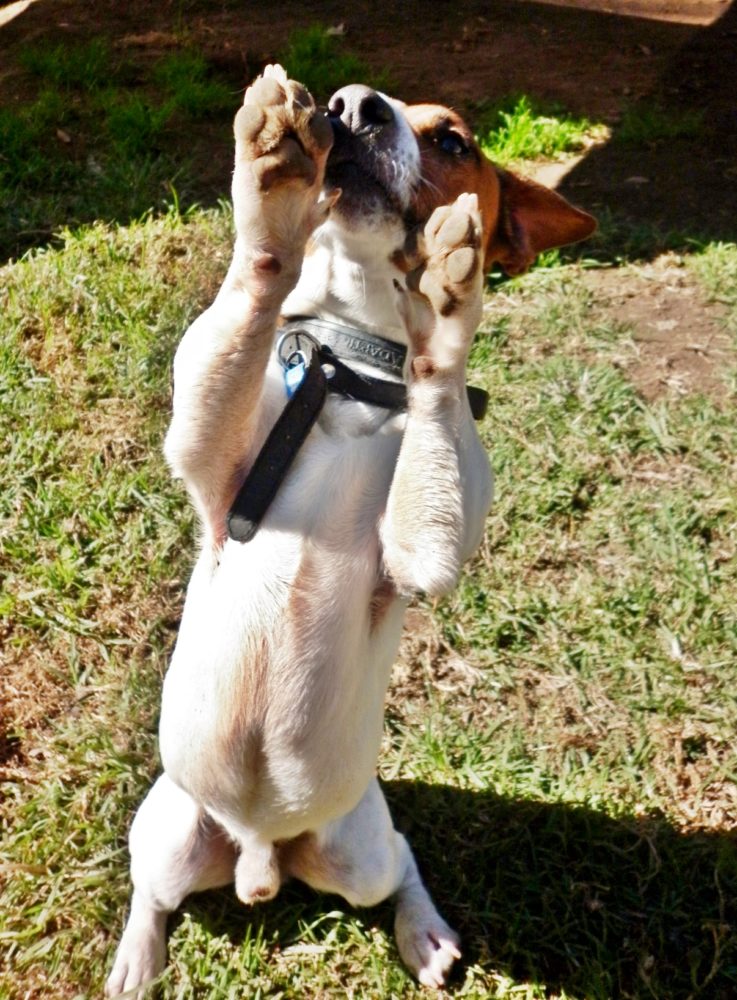 Jacks for Adoption – Jack Russell Rescue