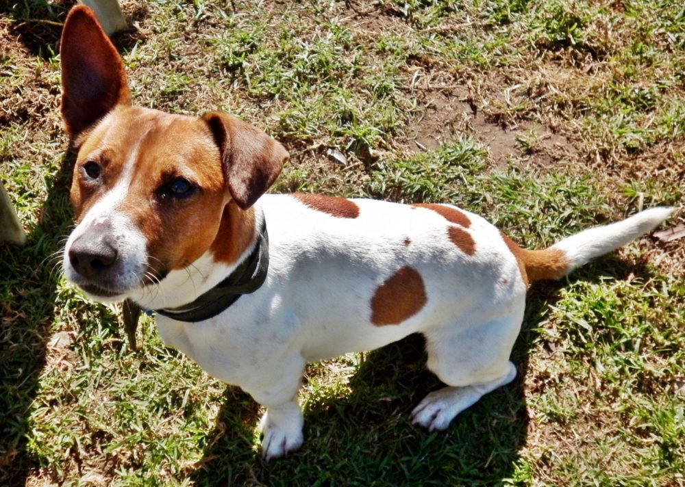 Jacks for Adoption – Jack Russell Rescue