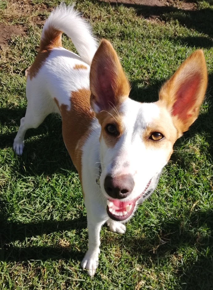 Jacks for Adoption – Jack Russell Rescue