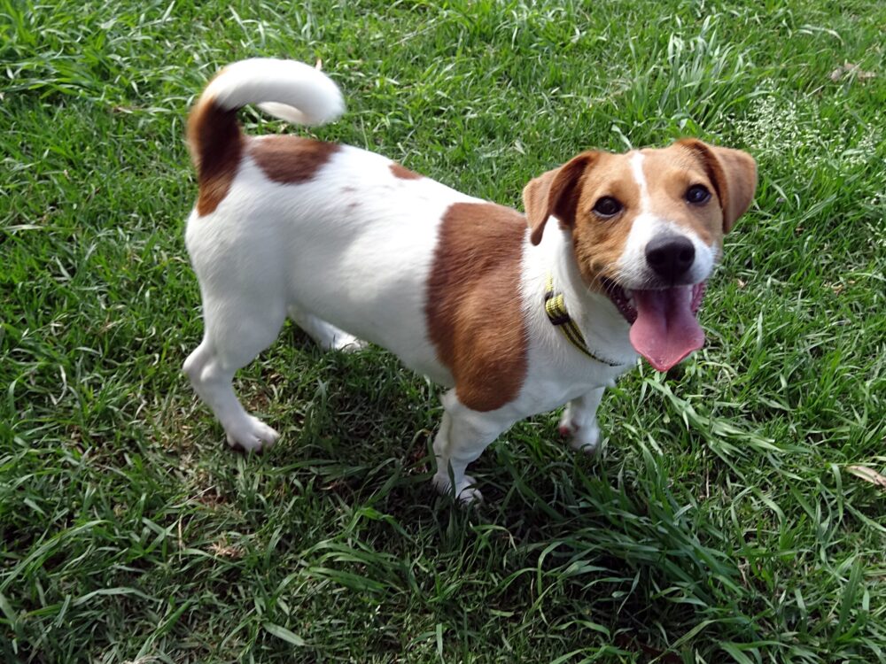 Jacks for Adoption – Jack Russell Rescue