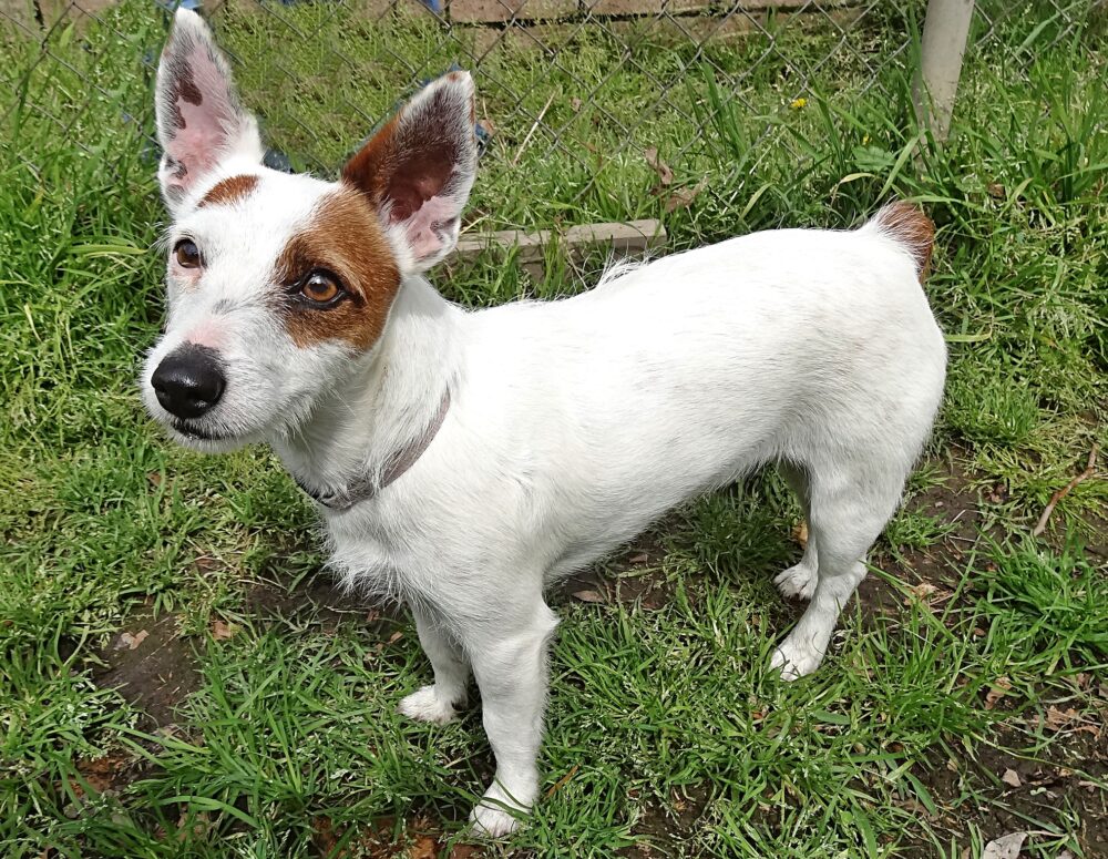 Jacks for Adoption – Jack Russell Rescue