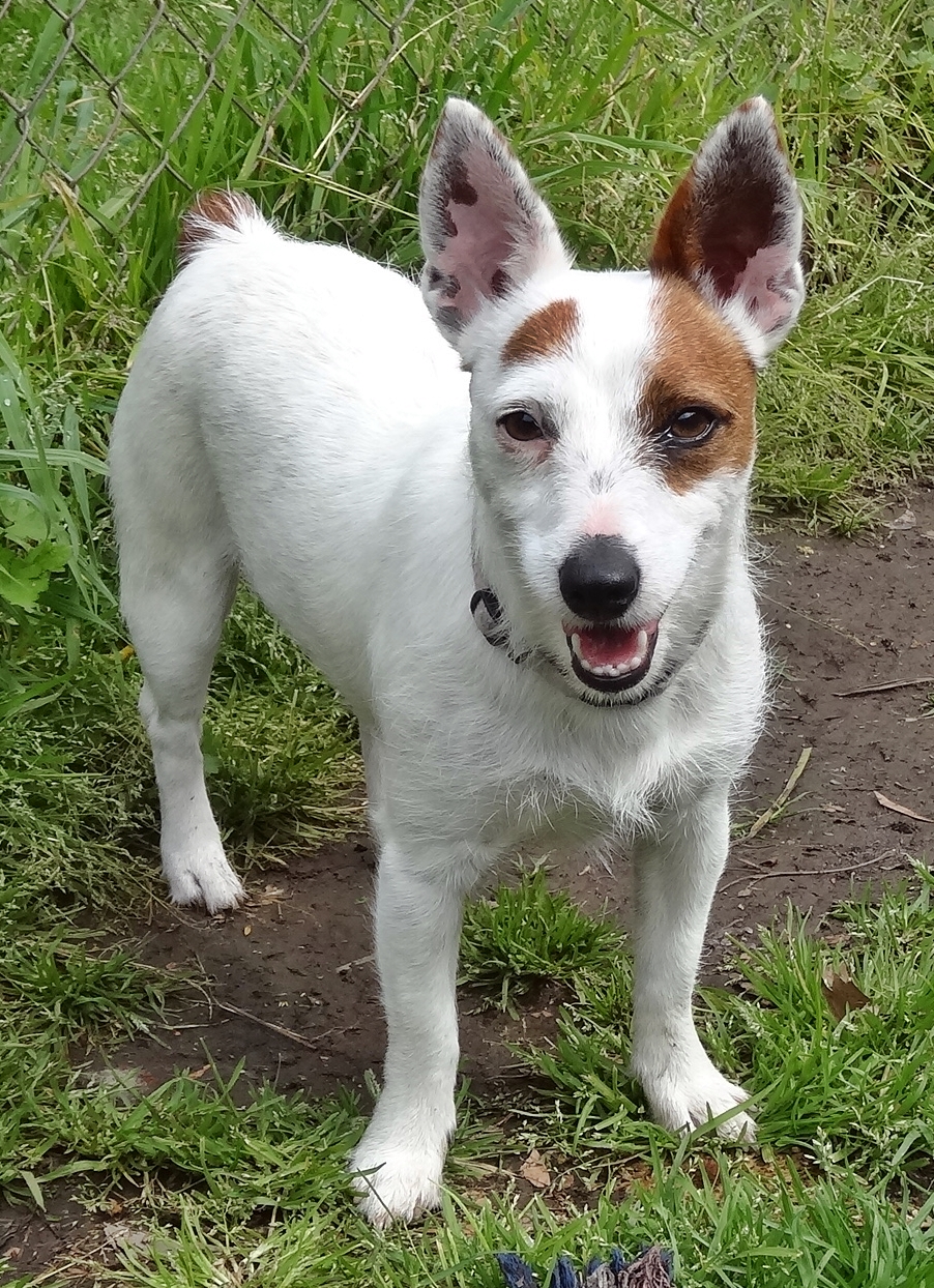 Jacks for Adoption – Jack Russell Rescue