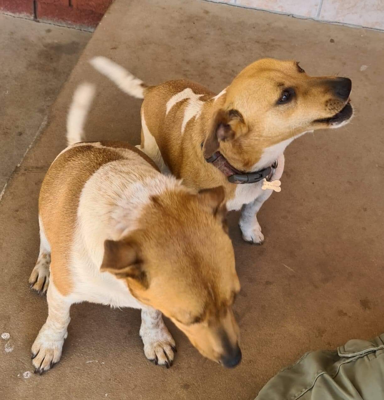 Private Rehomings – Jack Russell Rescue