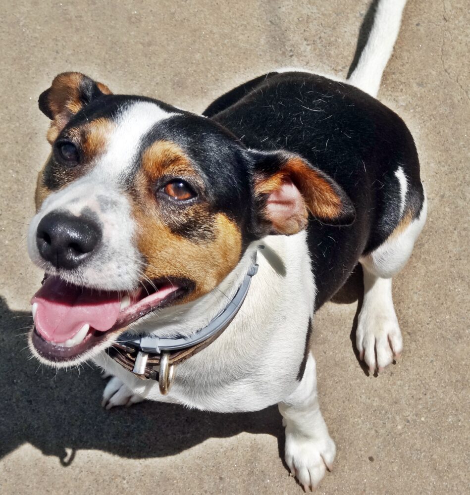 Jacks for Adoption – Jack Russell Rescue