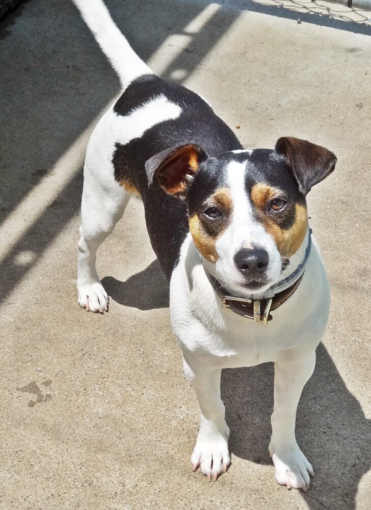 Jacks for Adoption – Jack Russell Rescue