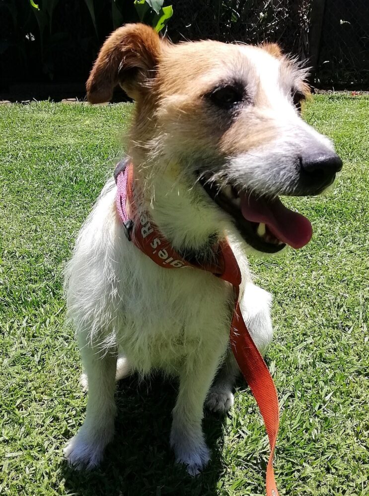 Jacks for Adoption – Jack Russell Rescue