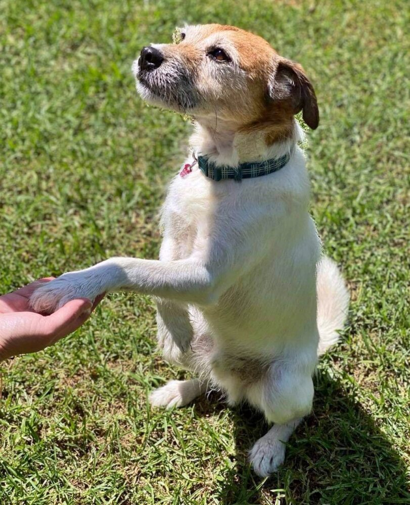Jacks for Adoption – Jack Russell Rescue