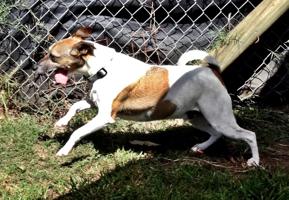 Jacks for Adoption – Jack Russell Rescue