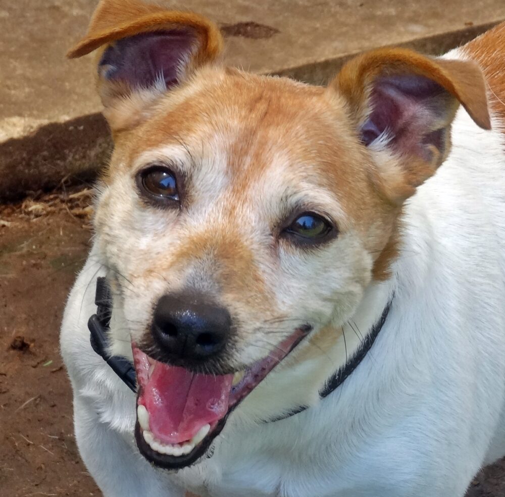 Recent Adoptions – Jack Russell Rescue