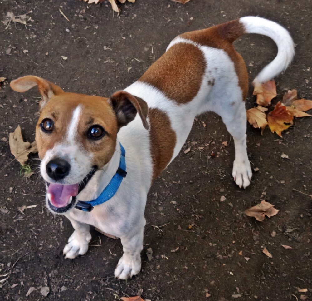 Jacks for Adoption – Jack Russell Rescue