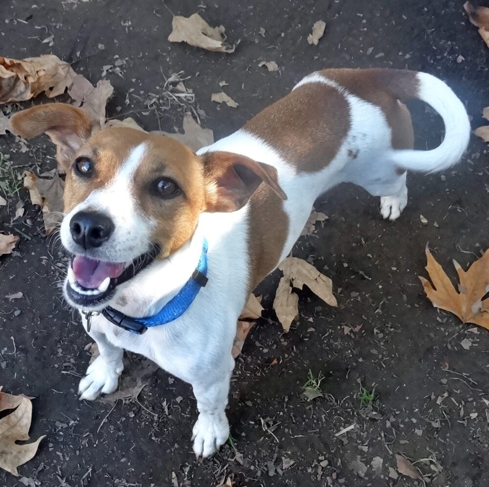 Jacks for Adoption – Jack Russell Rescue