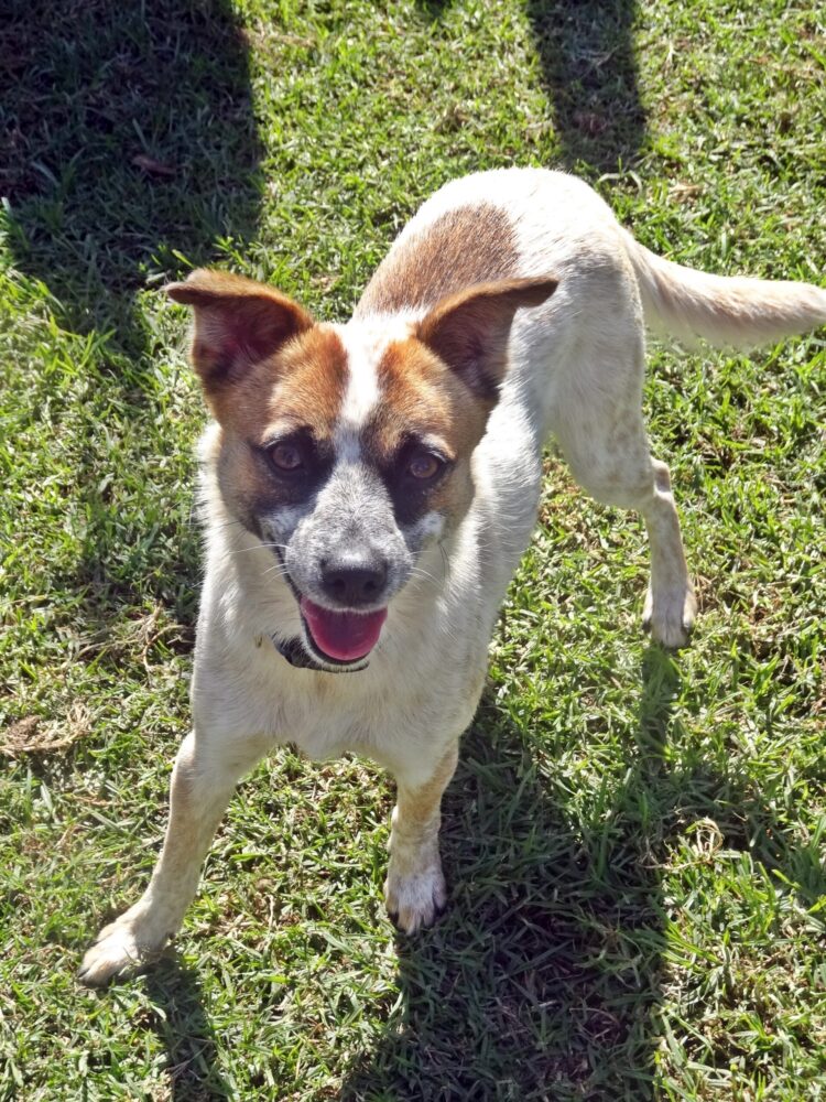 Jacks for Adoption – Jack Russell Rescue