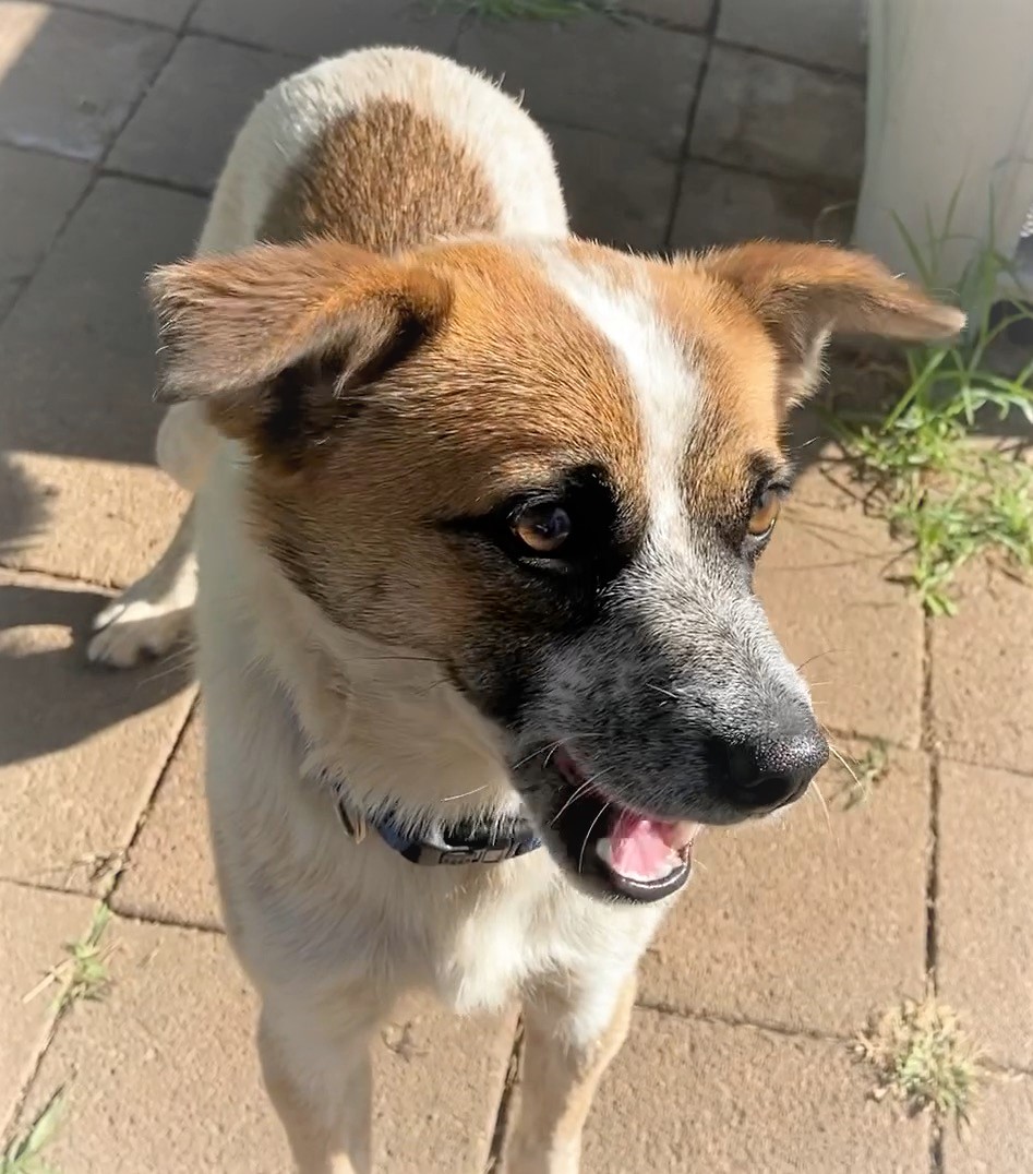 Jacks for Adoption – Jack Russell Rescue