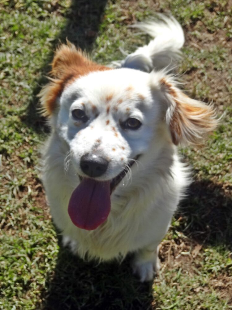 Jacks for Adoption – Jack Russell Rescue