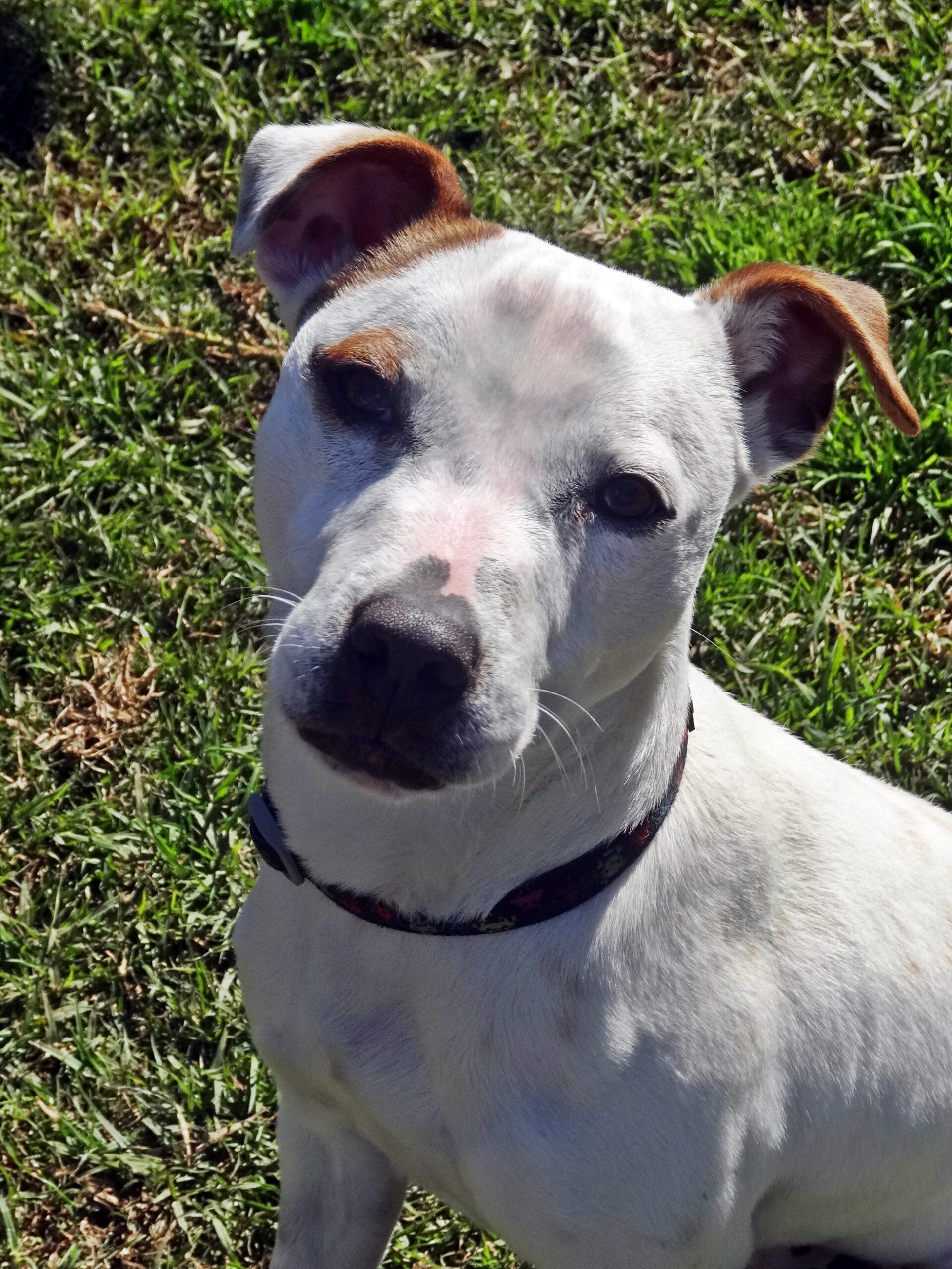 Jacks for Adoption – Jack Russell Rescue