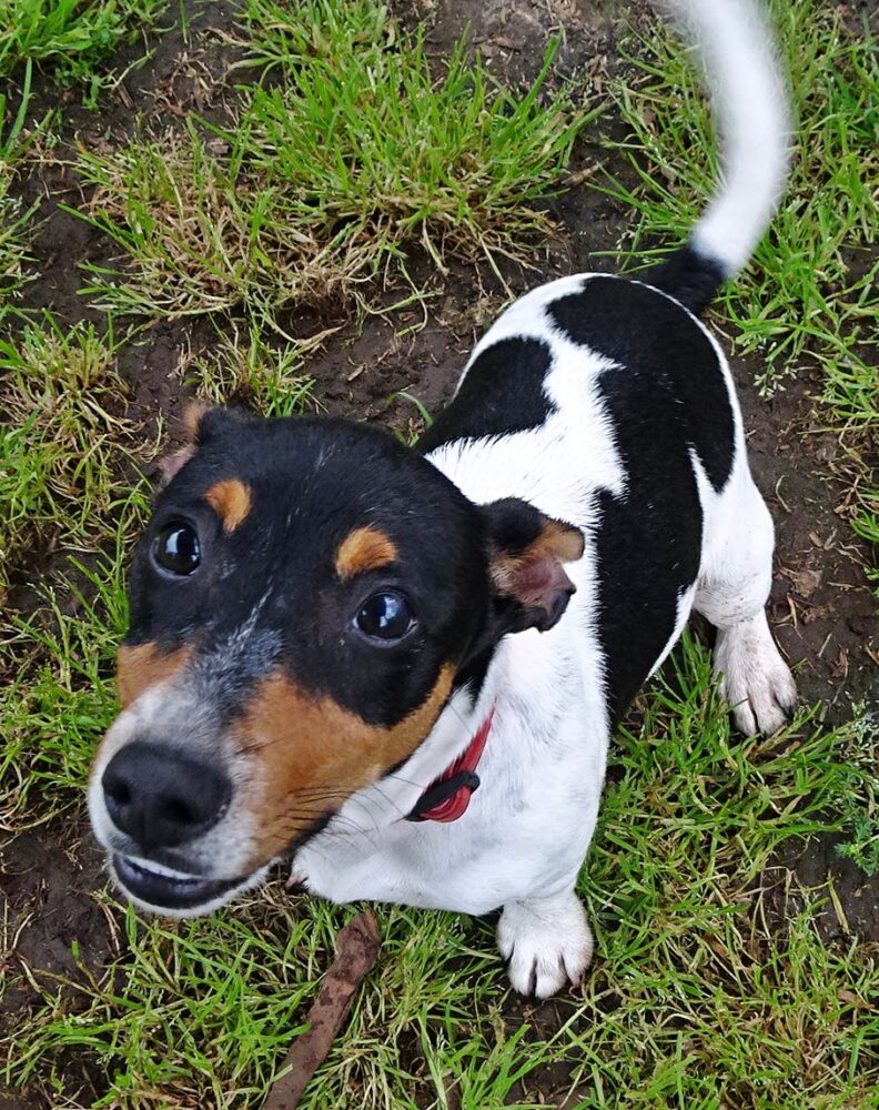 Recent Adoptions – Jack Russell Rescue