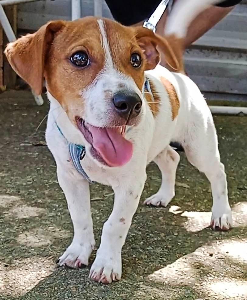 Recent Adoptions – Jack Russell Rescue