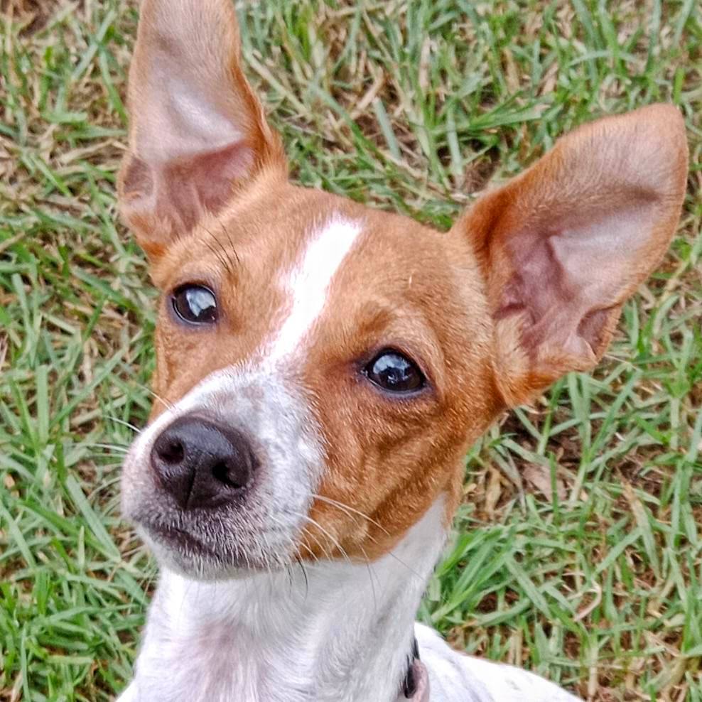 Recent Adoptions – Jack Russell Rescue