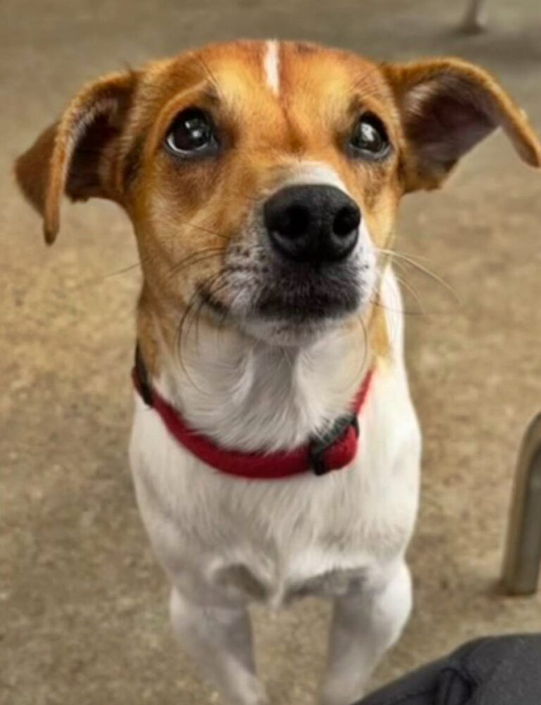 Recent Adoptions – Jack Russell Rescue