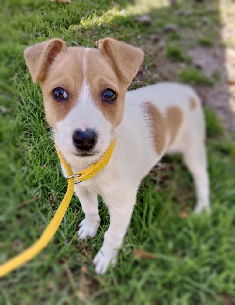 Recent Adoptions – Jack Russell Rescue