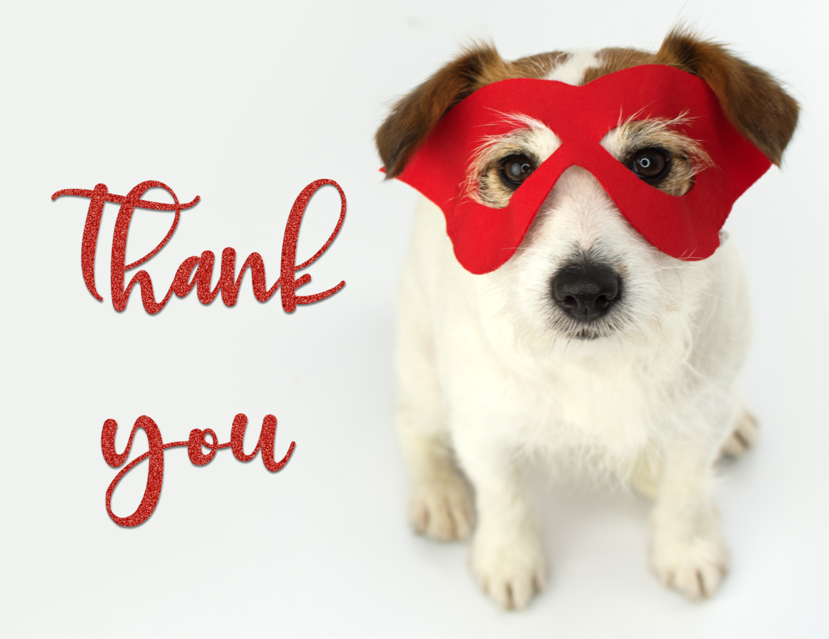 Jacks for Adoption – Jack Russell Rescue