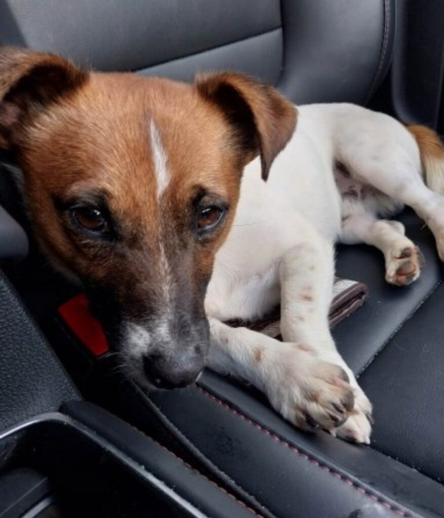 Private Rehomings – Jack Russell Rescue