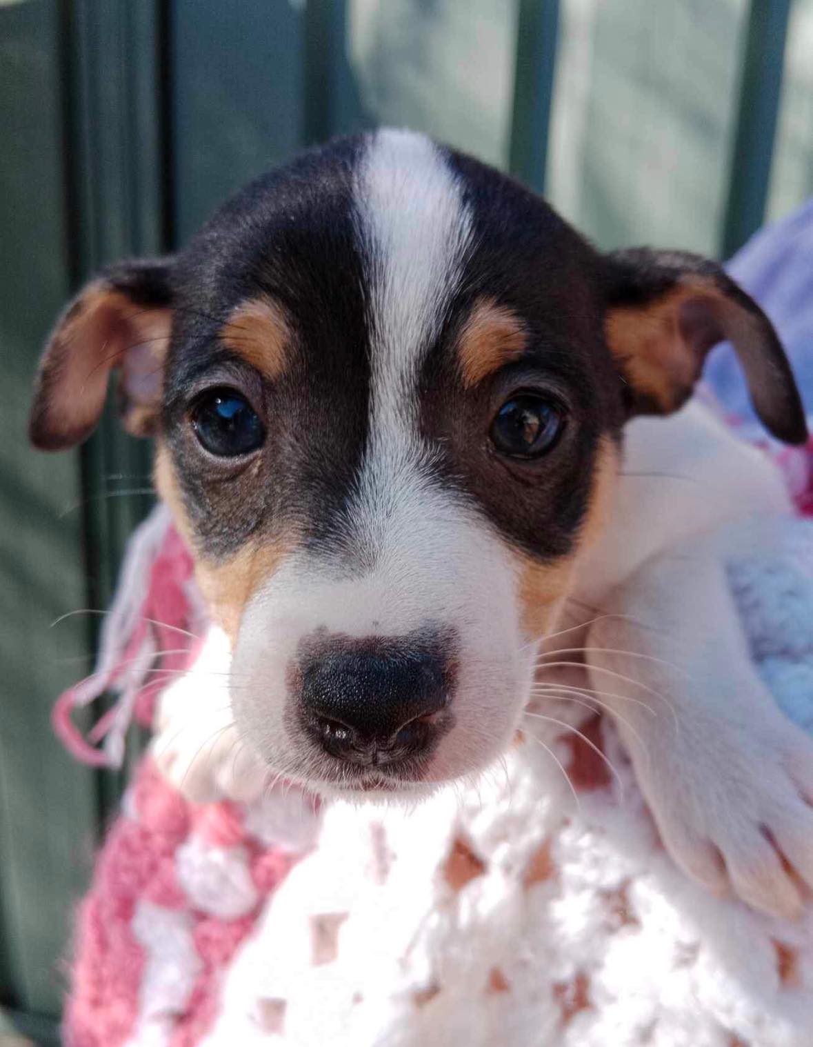 Recent Adoptions – Jack Russell Rescue