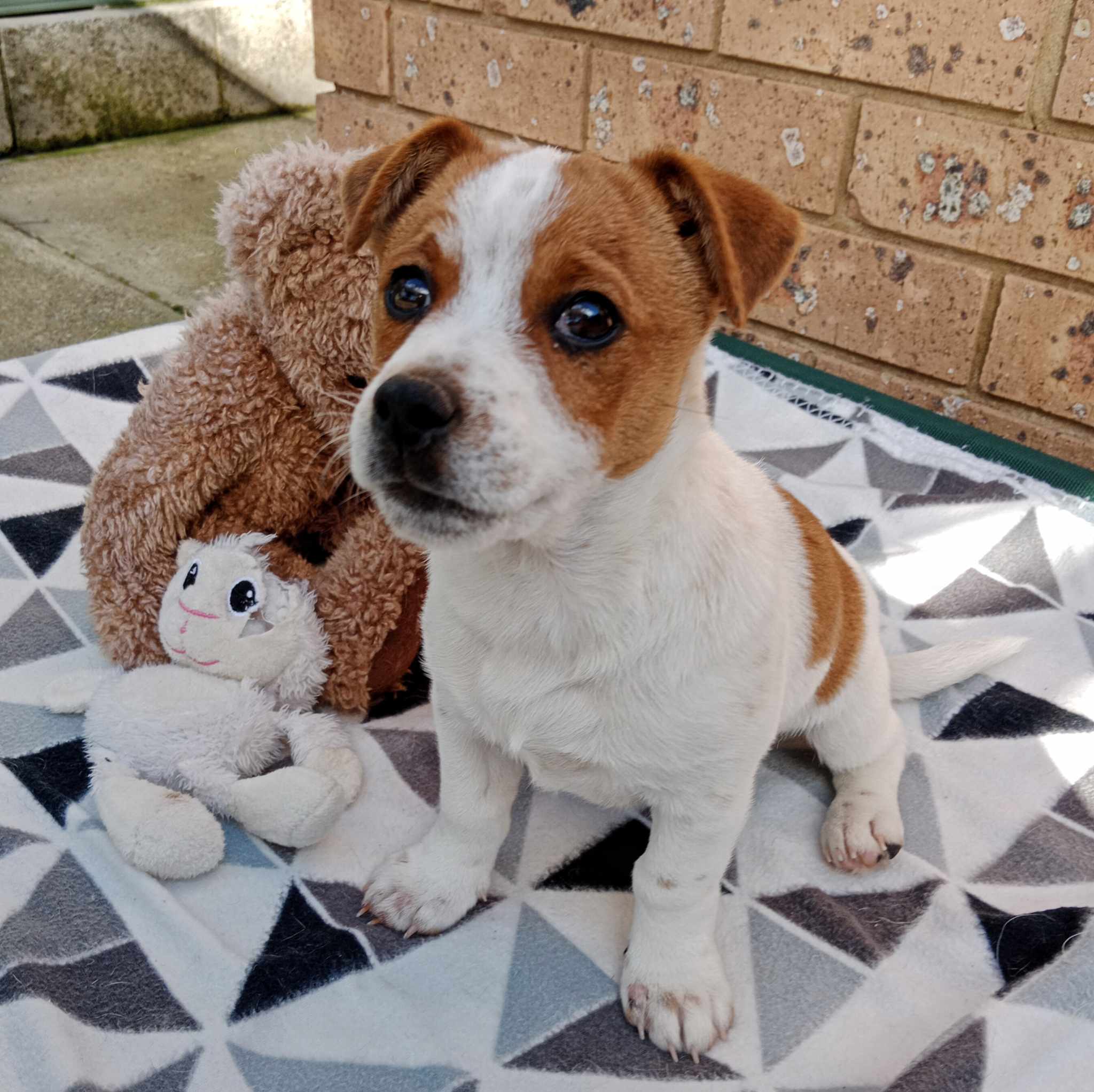 Recent Adoptions – Jack Russell Rescue
