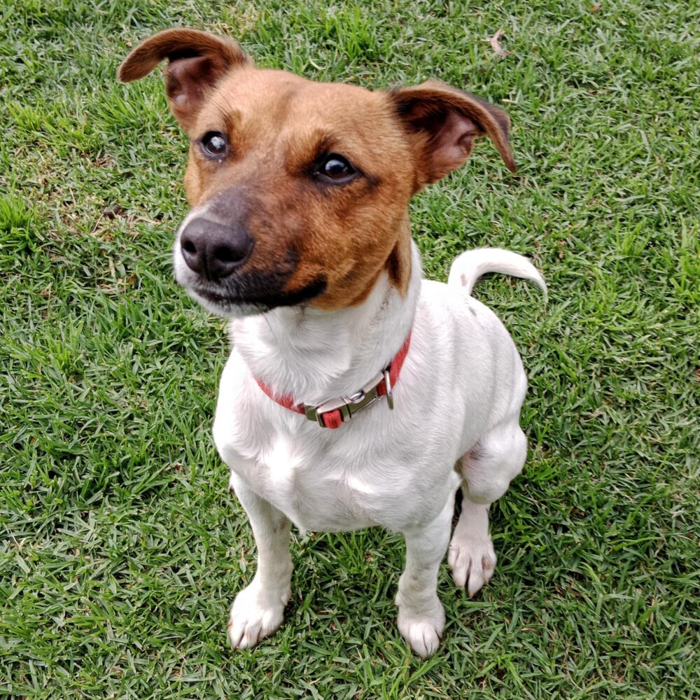 Recent Adoptions – Jack Russell Rescue