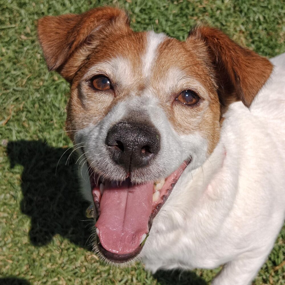 Recent Adoptions – Jack Russell Rescue
