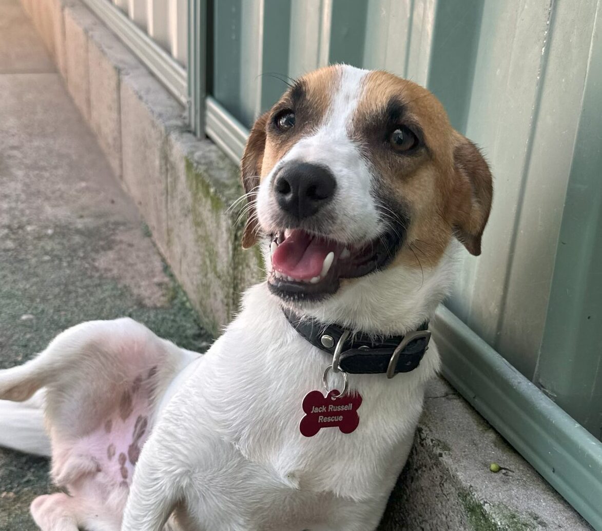 Recent Adoptions – Jack Russell Rescue