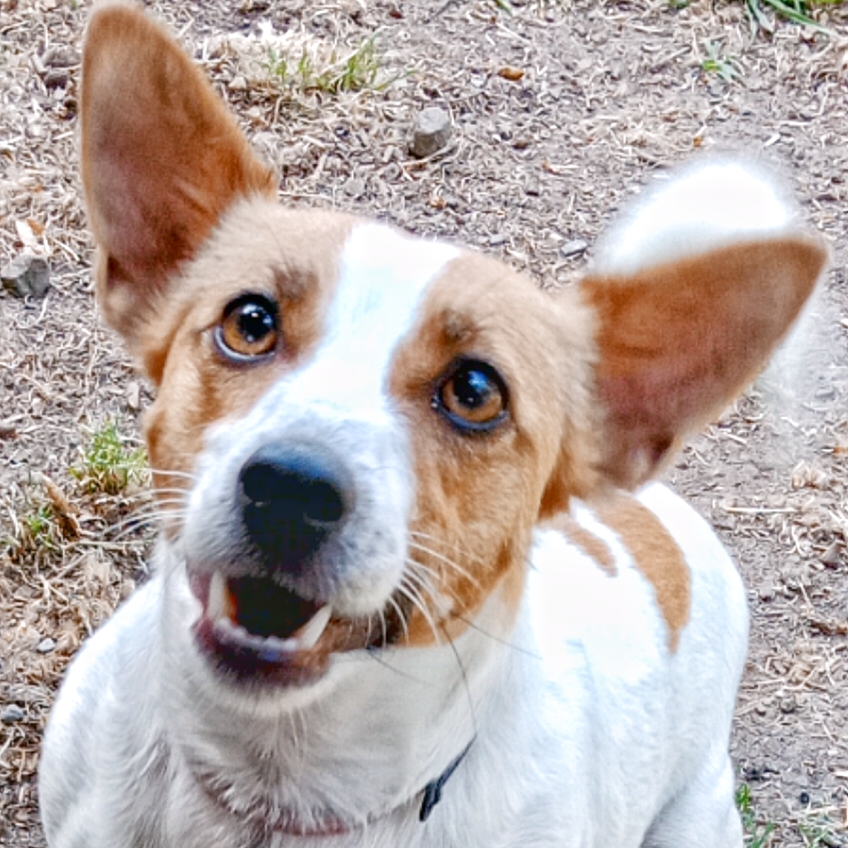 Recent Adoptions – Jack Russell Rescue