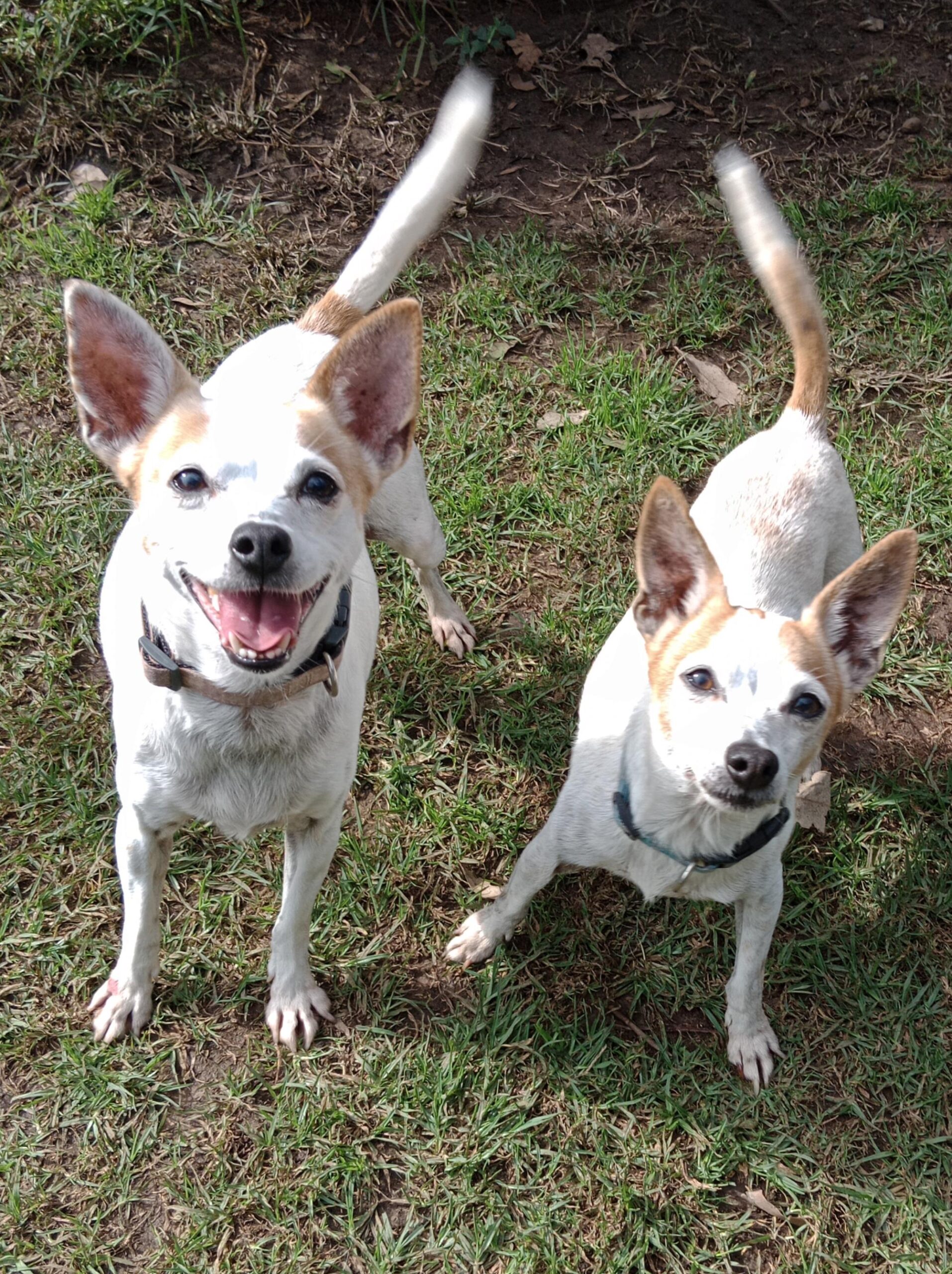 Jacks for Adoption – Jack Russell Rescue