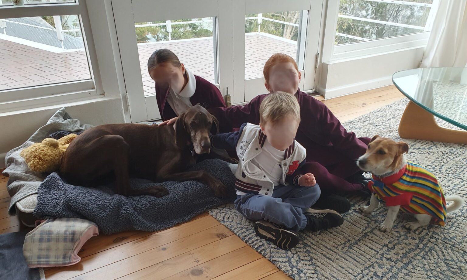 Private Rehomings – Jack Russell Rescue